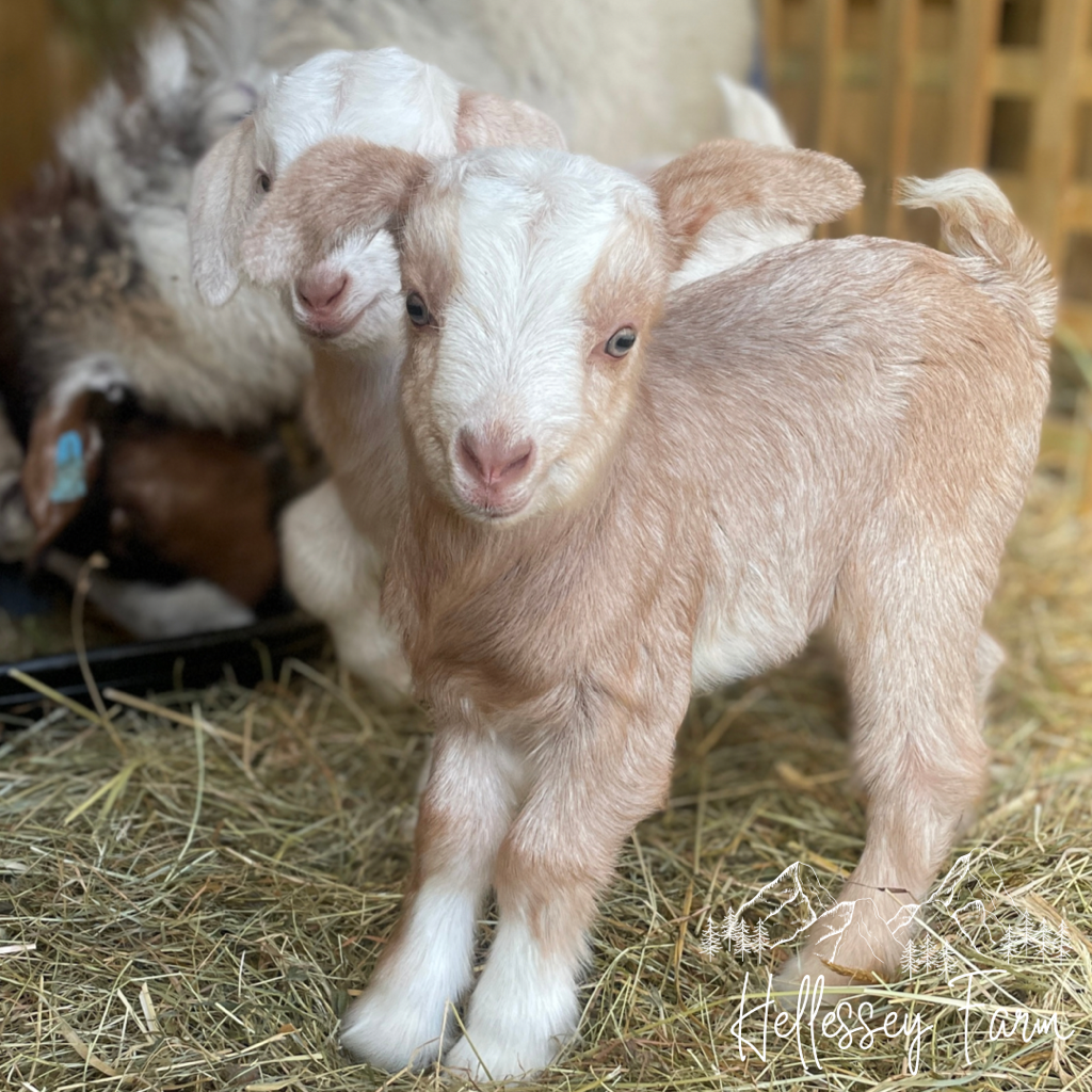 Current Goat Kids - Where our heart is.